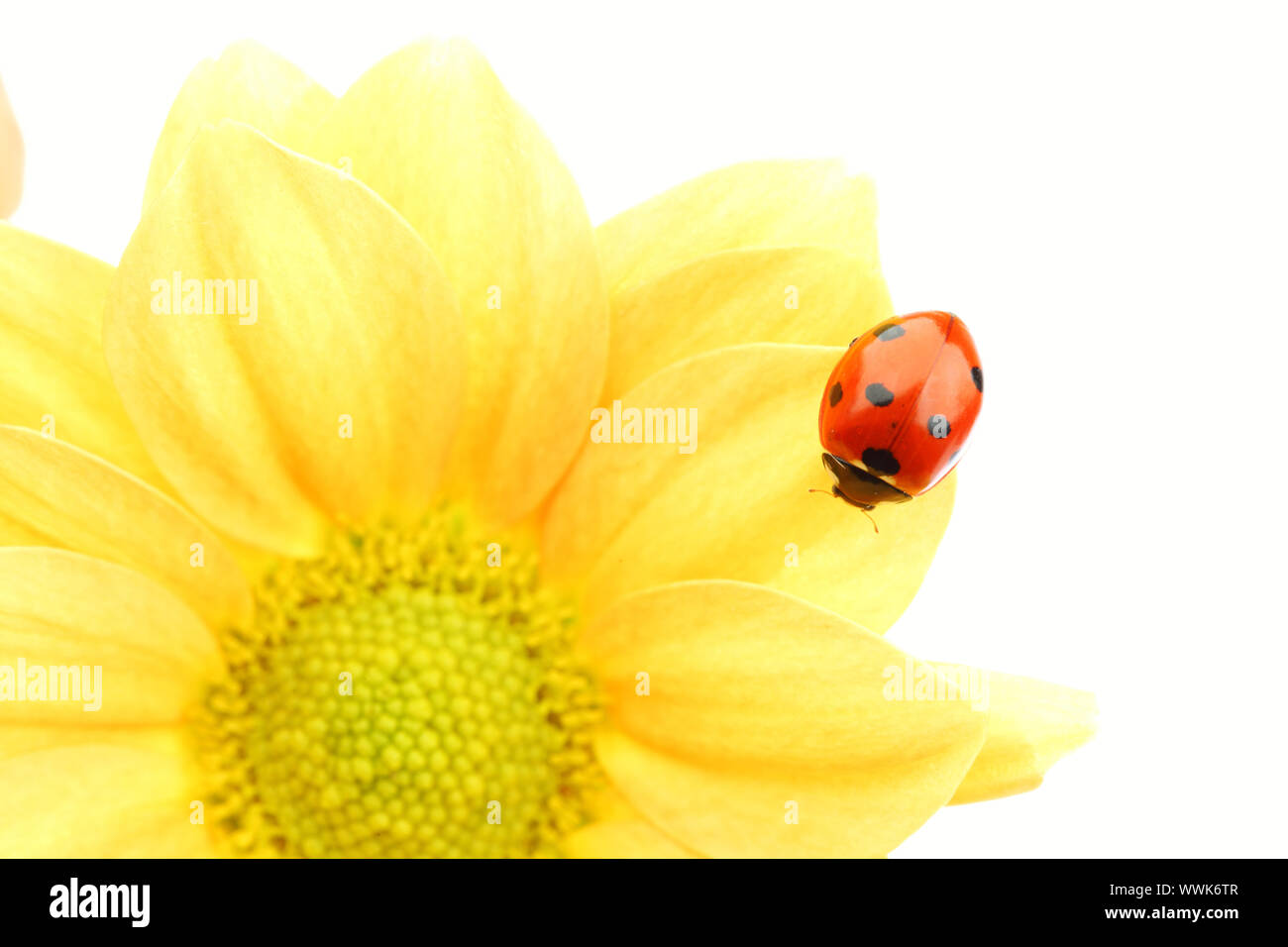 ladybug on yellow flower isolated white background Stock Photo - Alamy