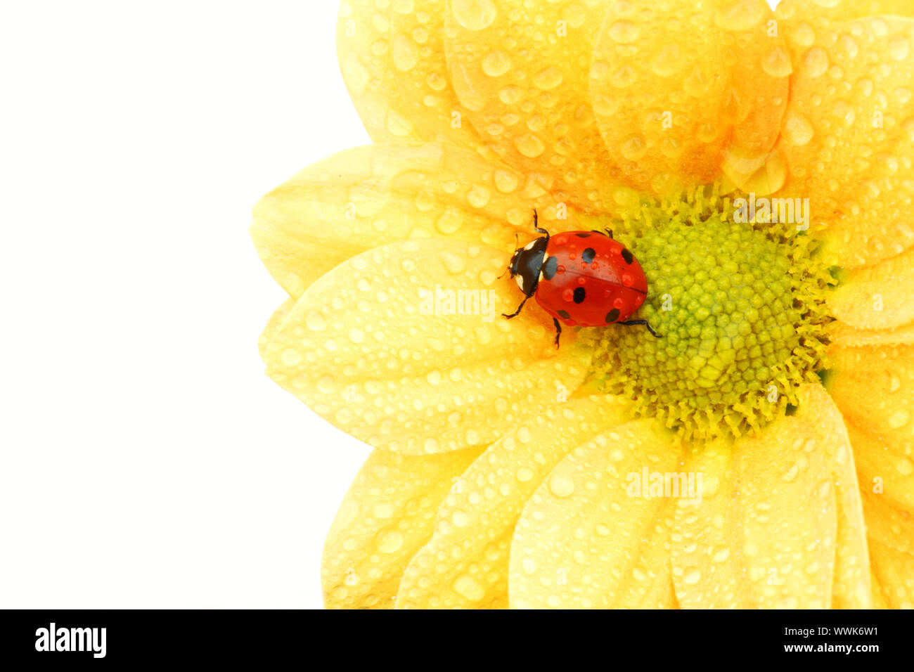 ladybug on yellow flower isolated white background Stock Photo - Alamy