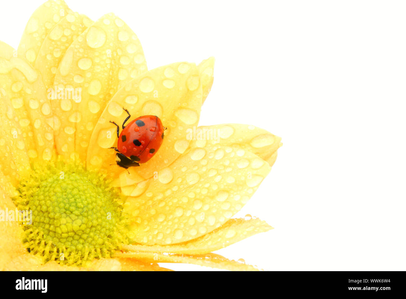 ladybug on yellow flower isolated white background Stock Photo - Alamy