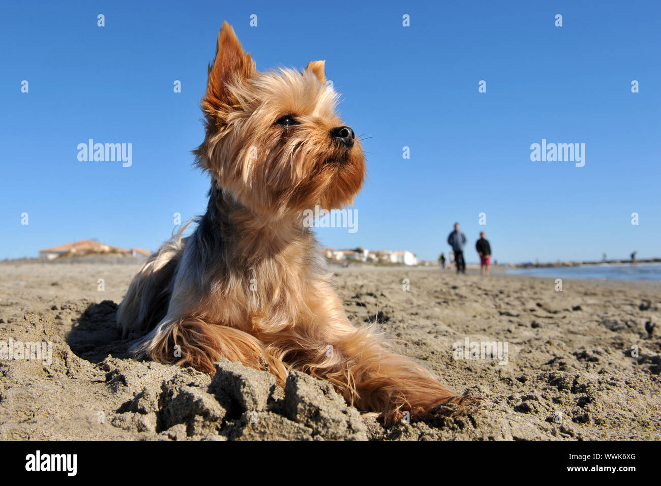 portrait of a purebred yorkshire terrier on the beach, walkers in the ...