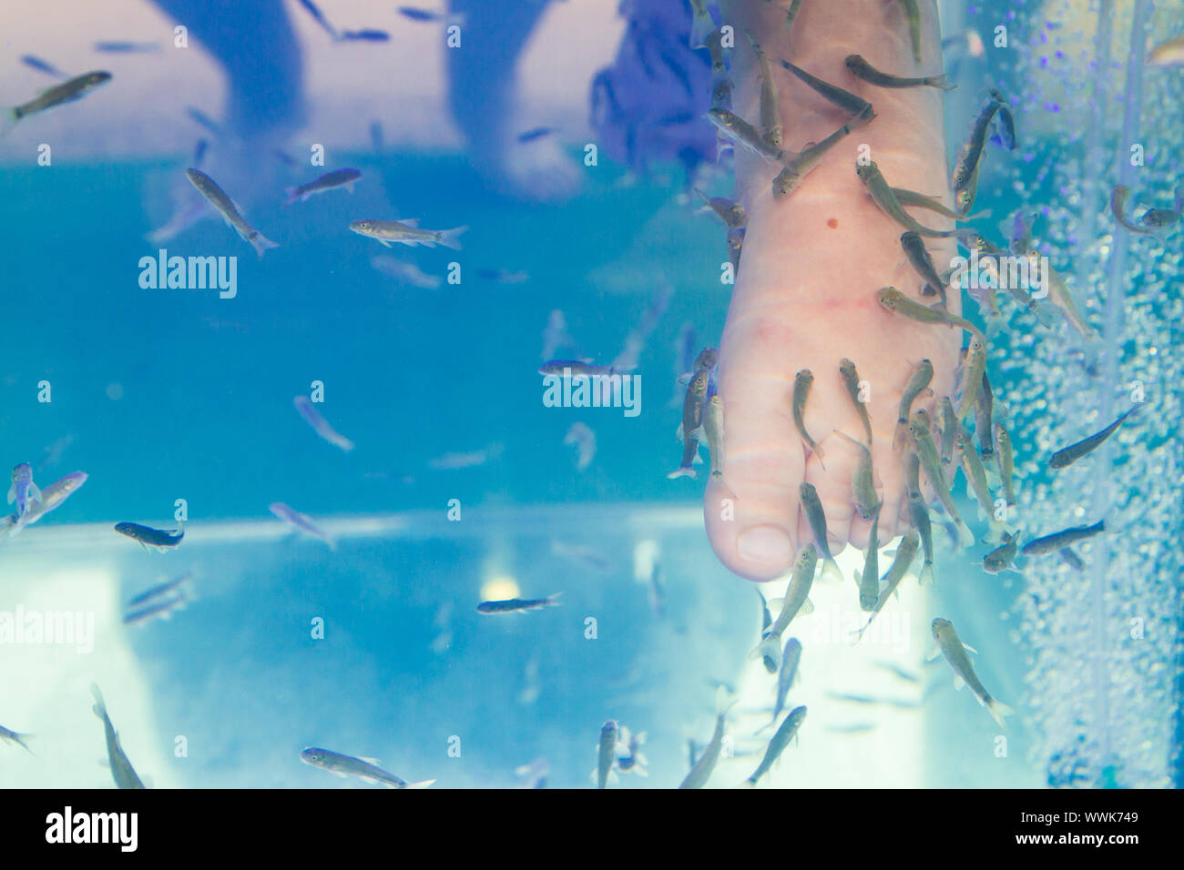 Fish Garra rufa in the aquarium treated feet Stock Photo - Alamy