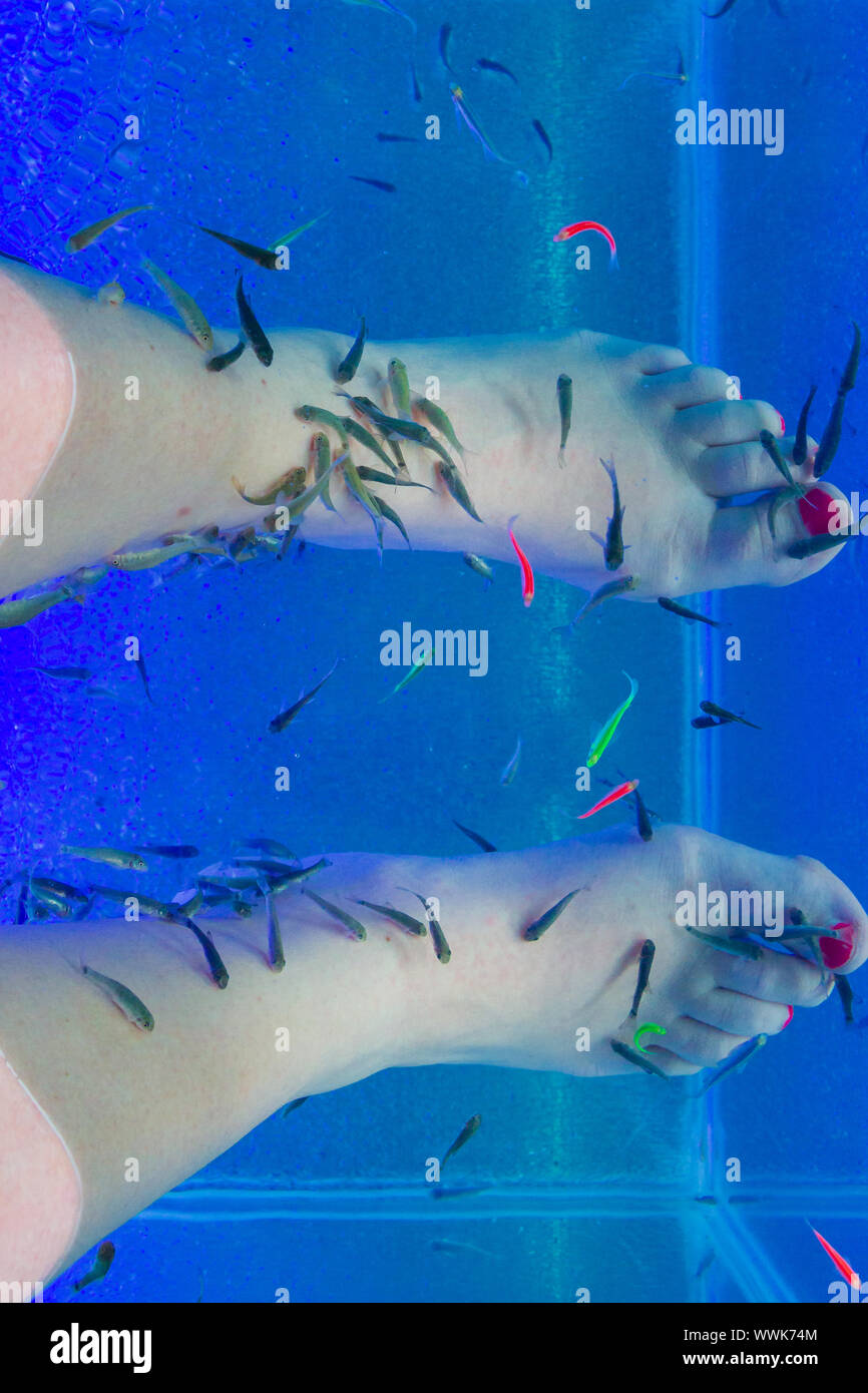 Fish Garra rufa in the aquarium treated feet Stock Photo - Alamy