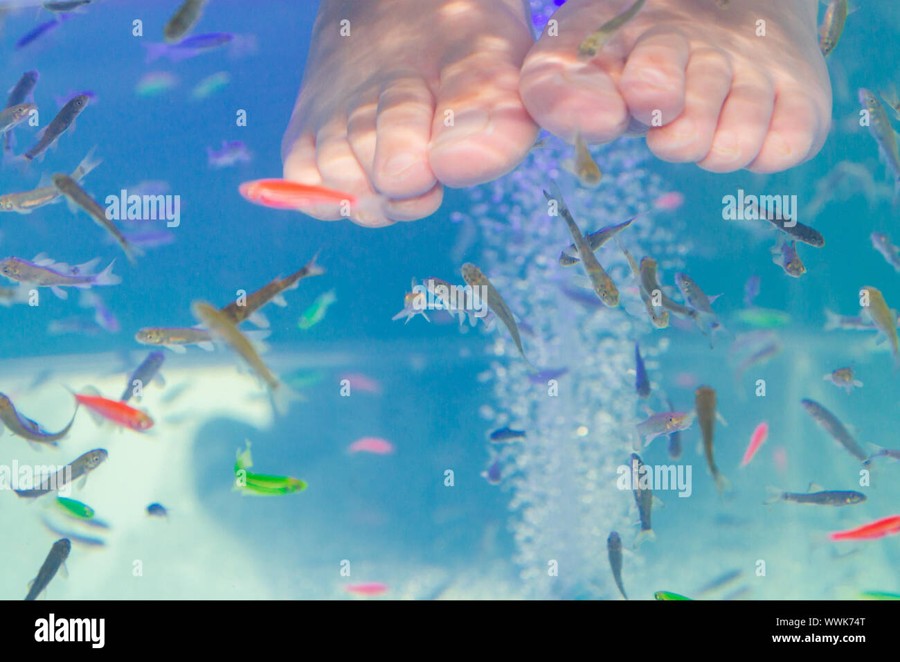 Fish Garra rufa in the aquarium treated feet Stock Photo - Alamy
