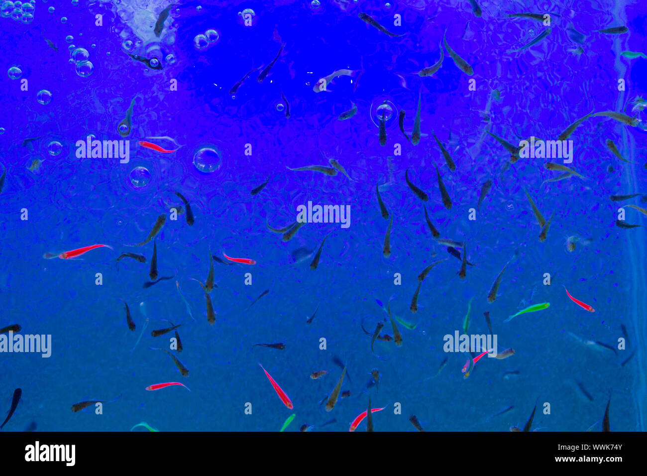 Fish Garra rufa swim in the aquarium in the summer Stock Photo - Alamy