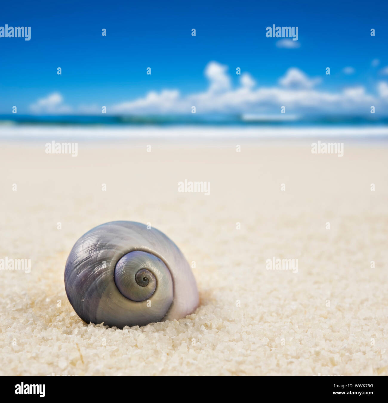 a Beautiful perfectly shaped sea shell on the beach Stock Photo - Alamy