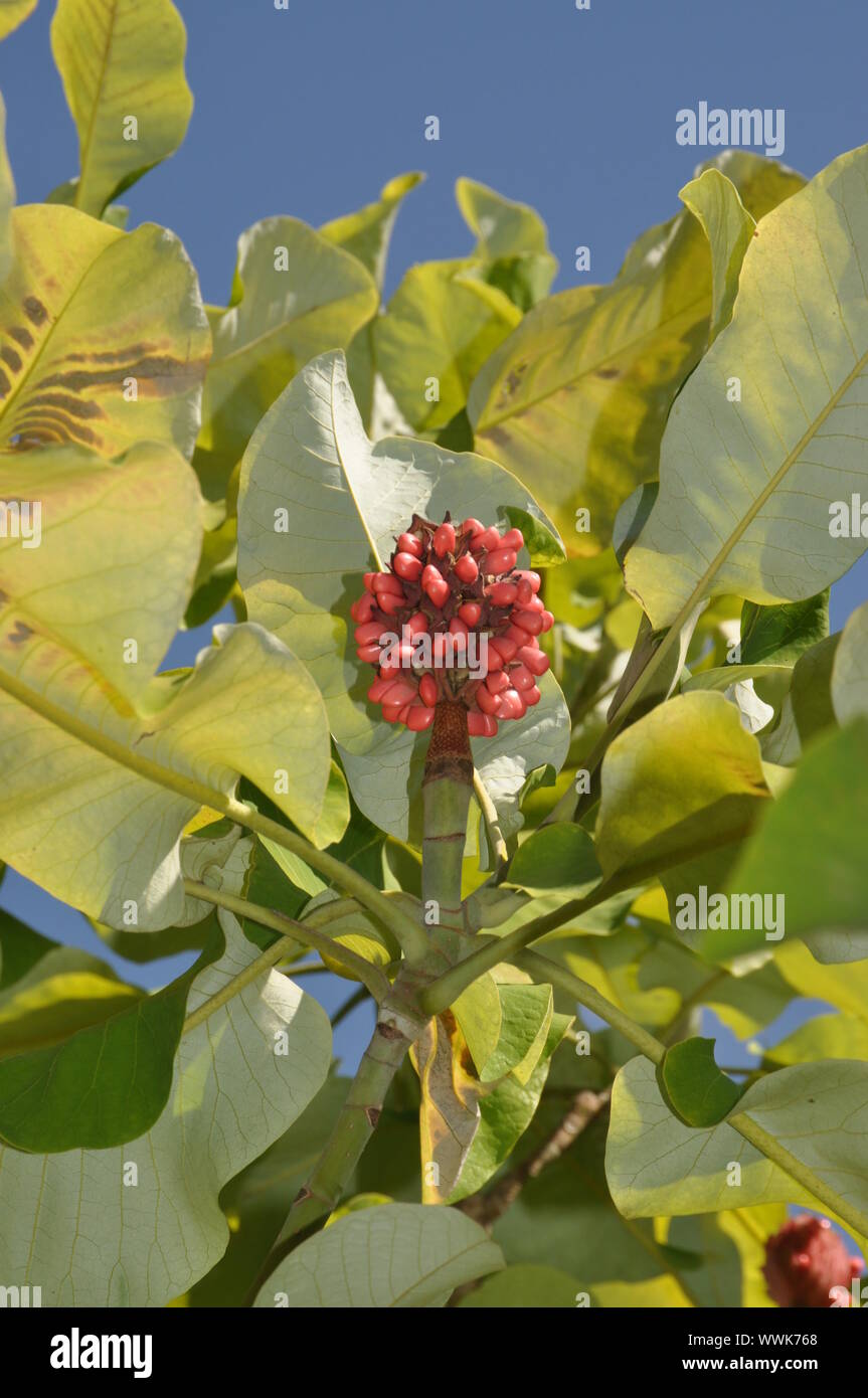 Large leaf magnolia Stock Photo - Alamy