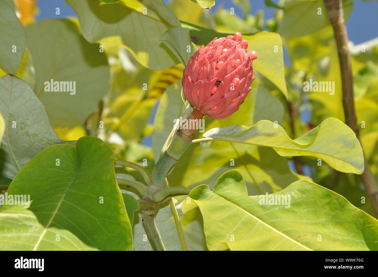 Large leaf magnolia Stock Photo - Alamy