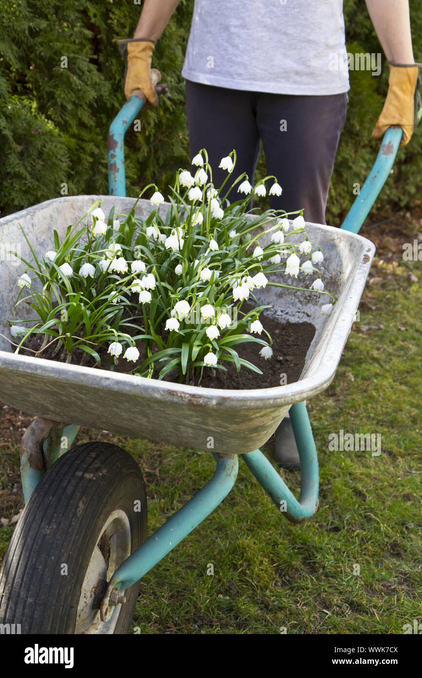 March cup in an old wheelbarrow Stock Photo - Alamy