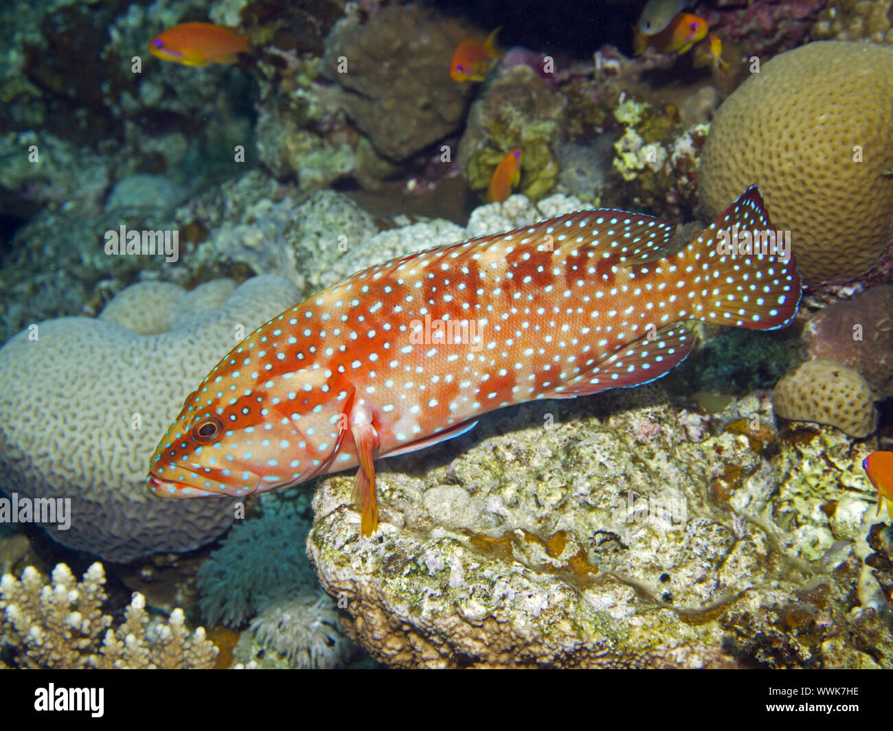 Coral grouper hi-res stock photography and images - Alamy