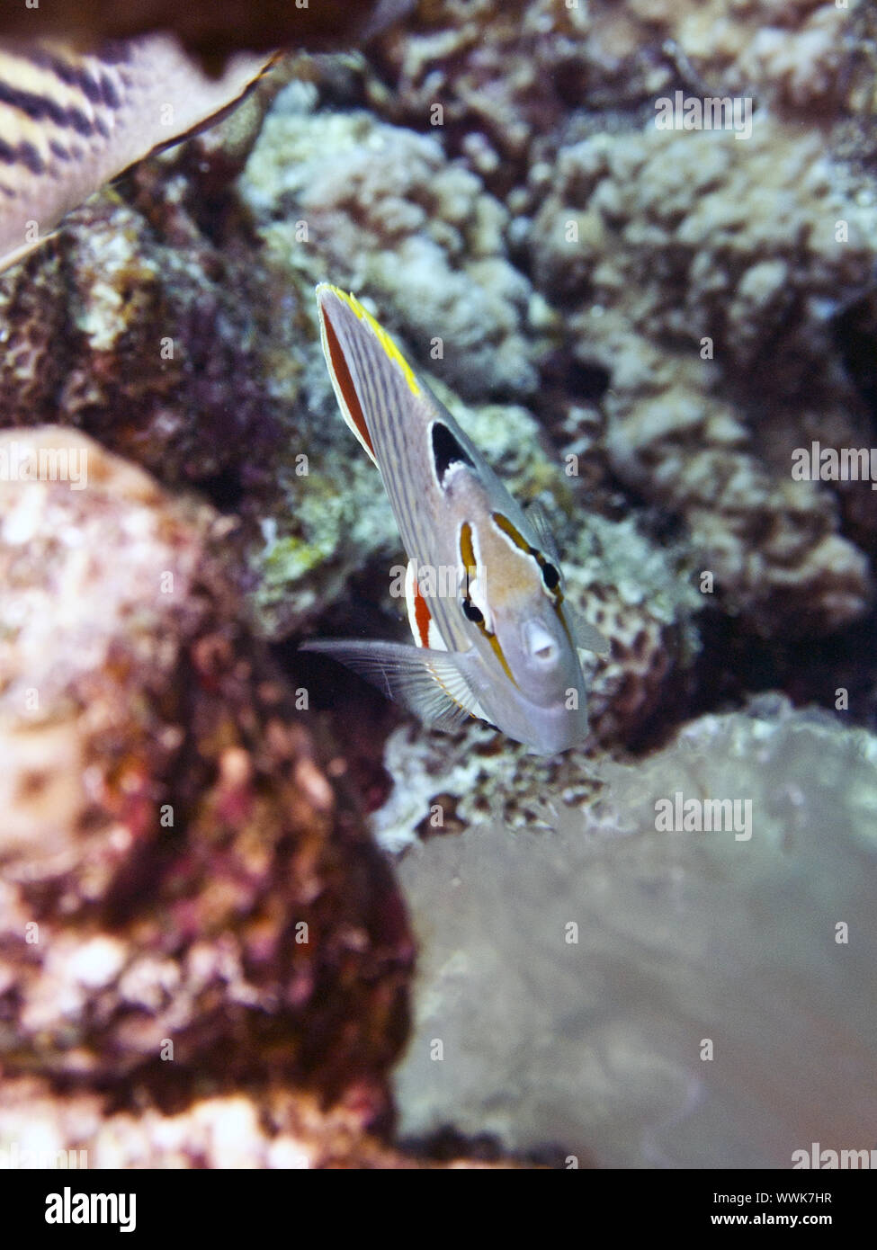 Butterflyfish red sea hi-res stock photography and images - Alamy
