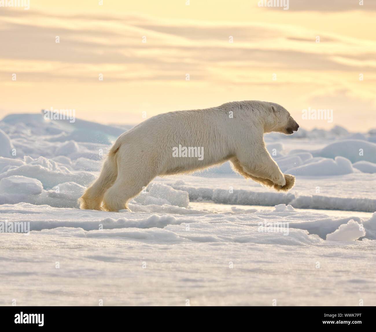 Polar bear leaping in the snow. Horizontally framed shot Stock Photo ...