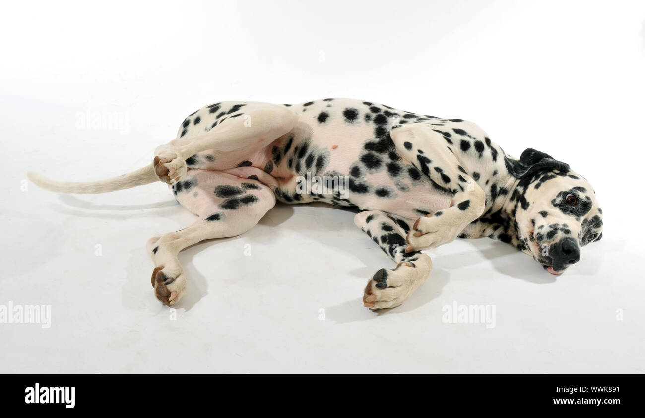 beautiful purebred dalmatian laid down on a white background Stock ...
