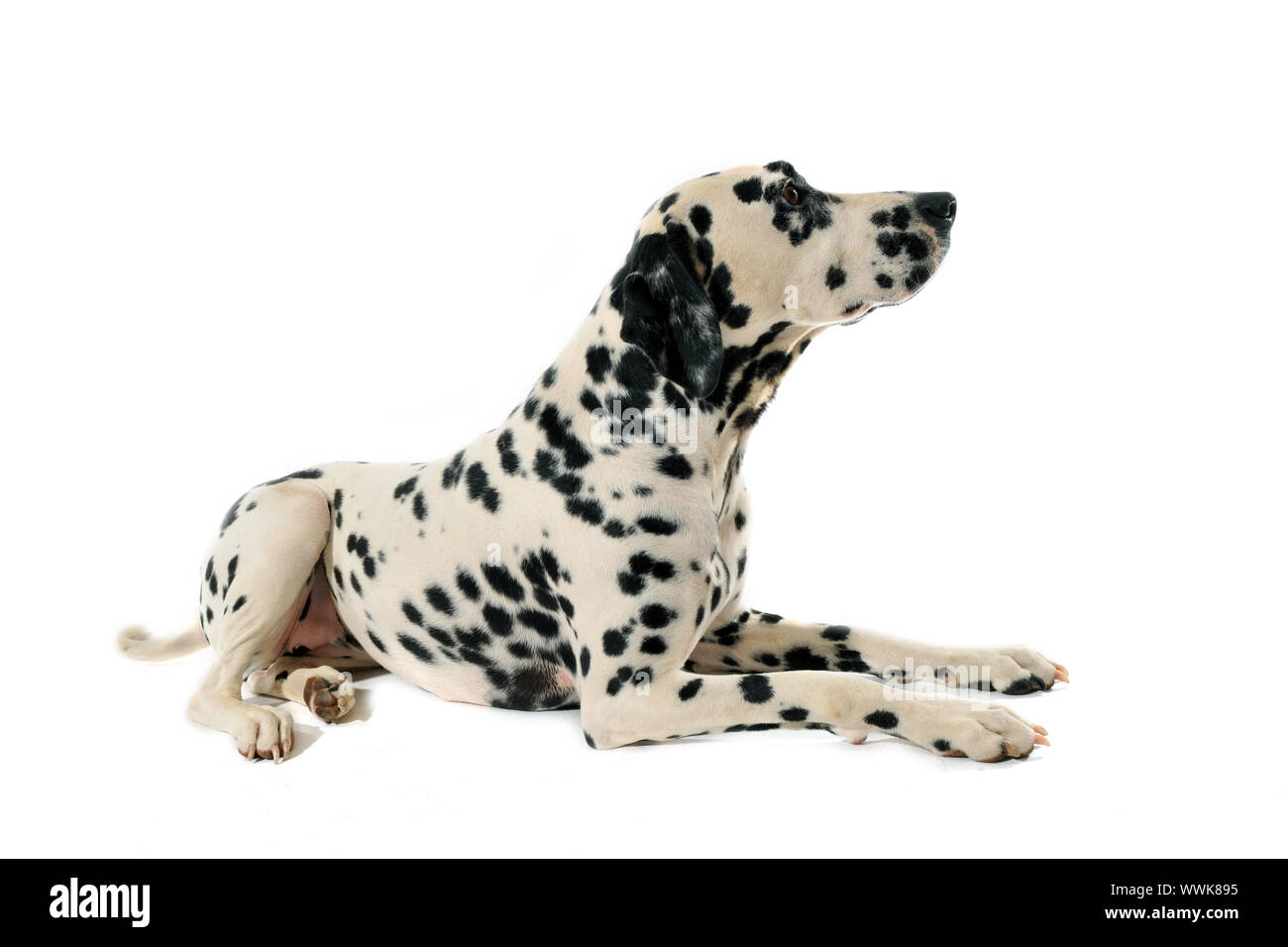 portrait of a purebred dalmatian laid down on a white background Stock ...
