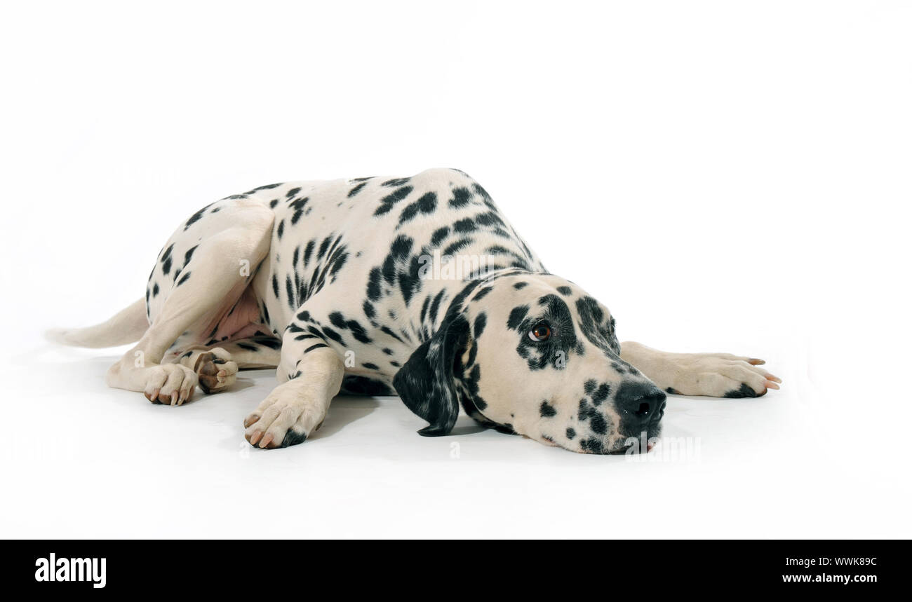 portrait of a purebred dalmatian lying down on a white background Stock ...