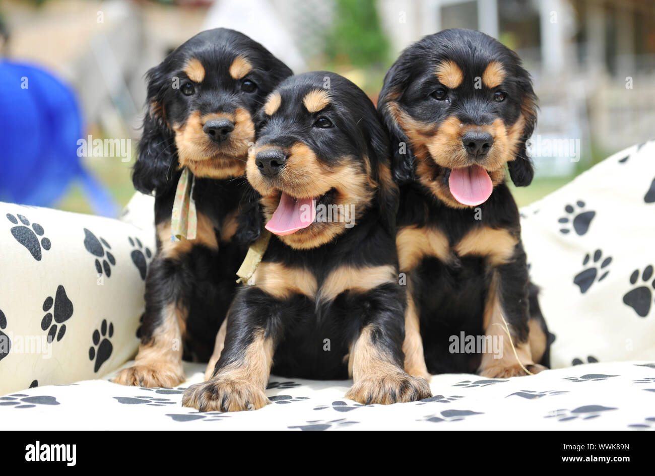 three puppies purebred cocker spaniel on a little sofa Stock Photo - Alamy