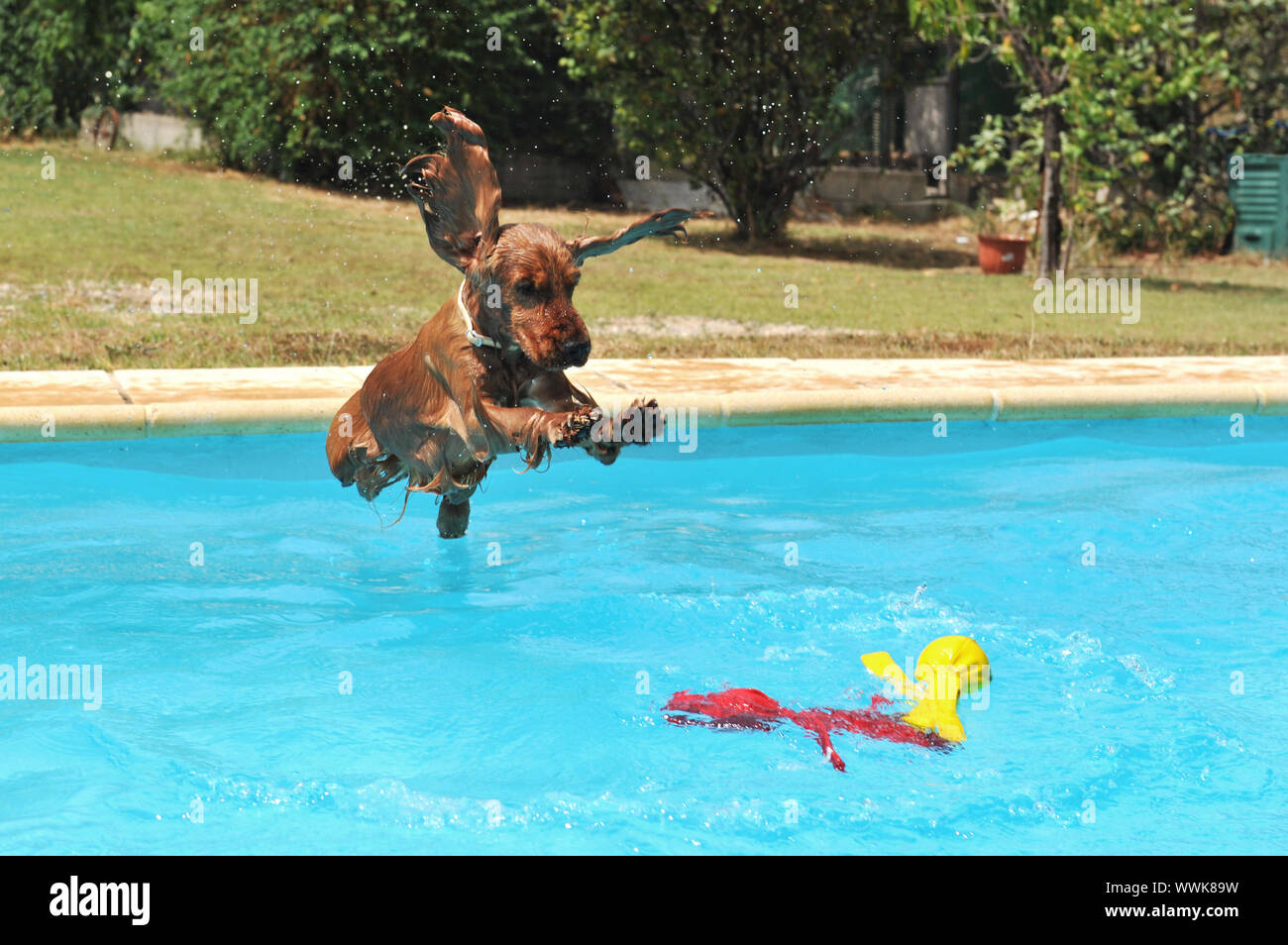 jumping purebred cocker spaniel in a swimming pool Stock Photo - Alamy