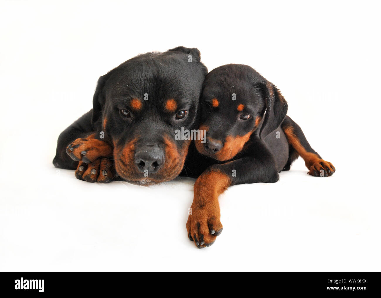 baby purebred rottweiler and his mother dog on studio Stock Photo - Alamy