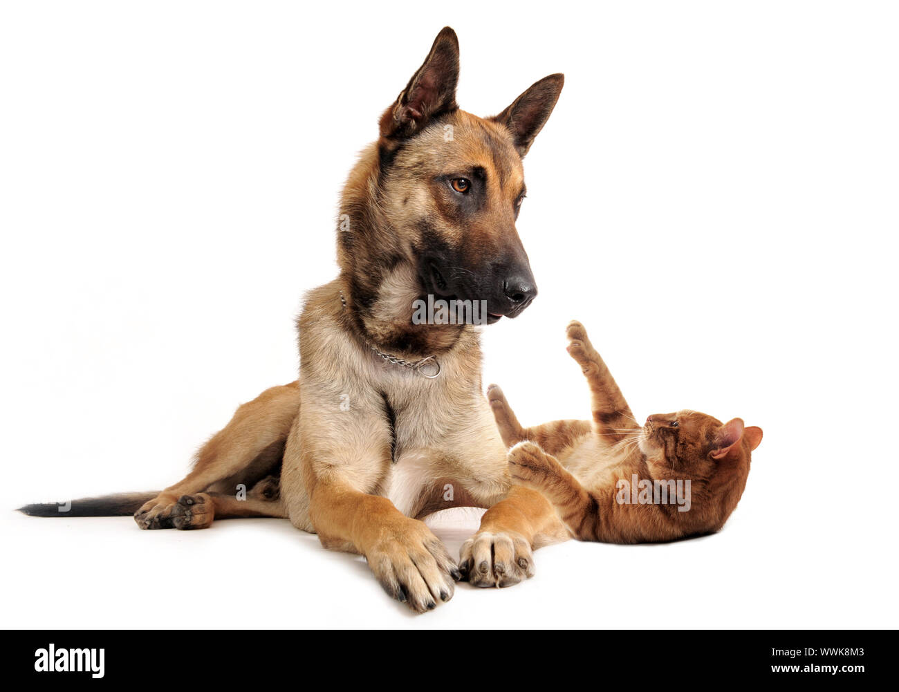 purebred belgian sheepdog malinoisand ginger cat on a white background ...