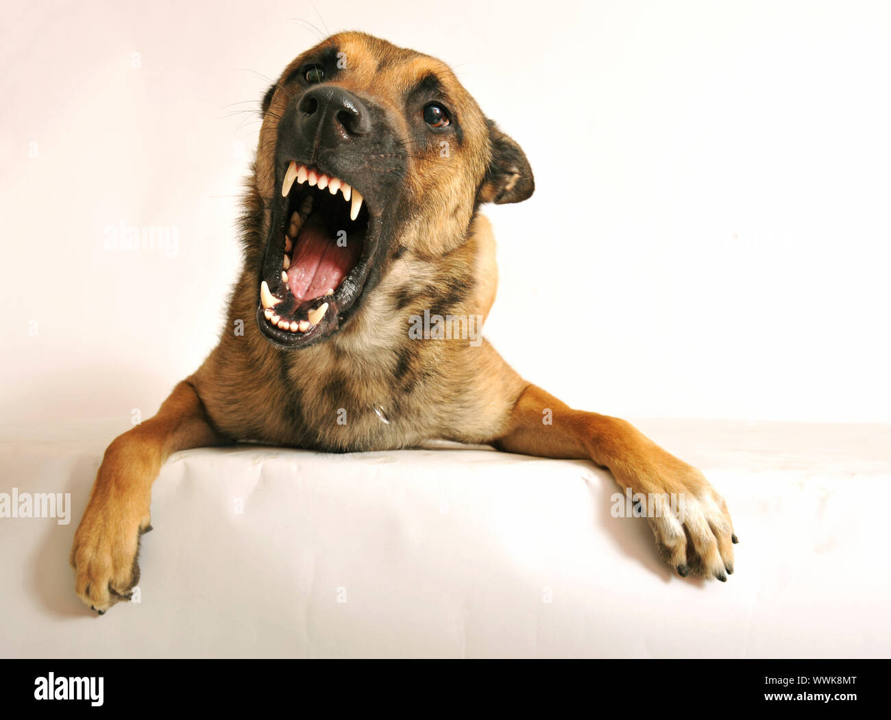 portrait of a very angry purebred belgian shepherd malinois Stock Photo ...