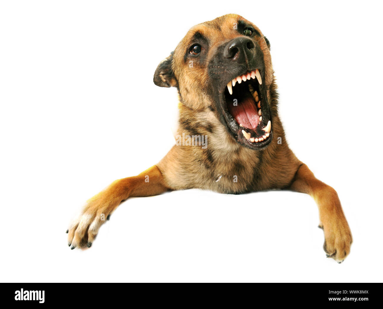 portrait of a very angry purebred belgian shepherd malinois Stock Photo ...