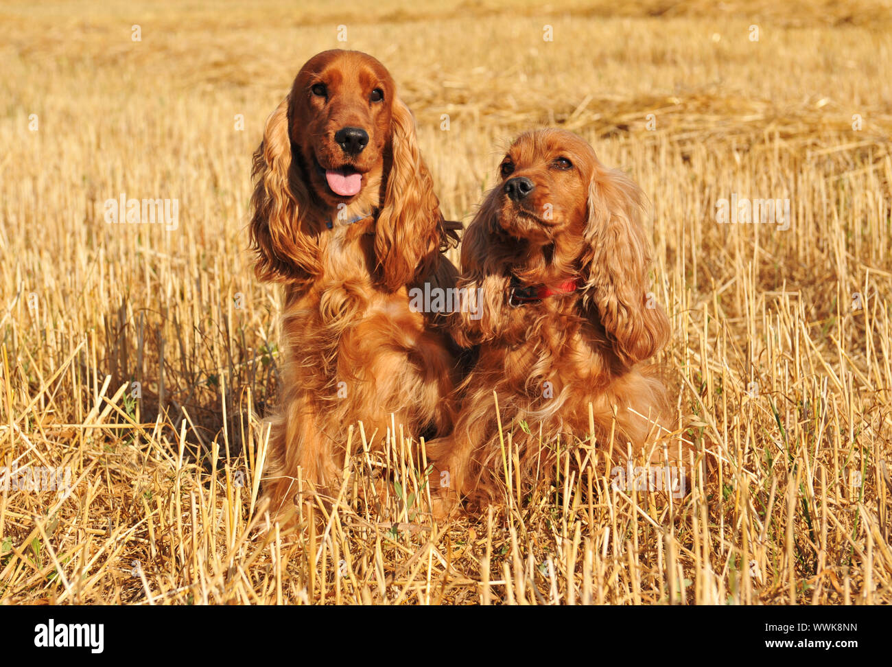 couple of purebred cocker spaniel in a meadow of wheat Stock Photo - Alamy