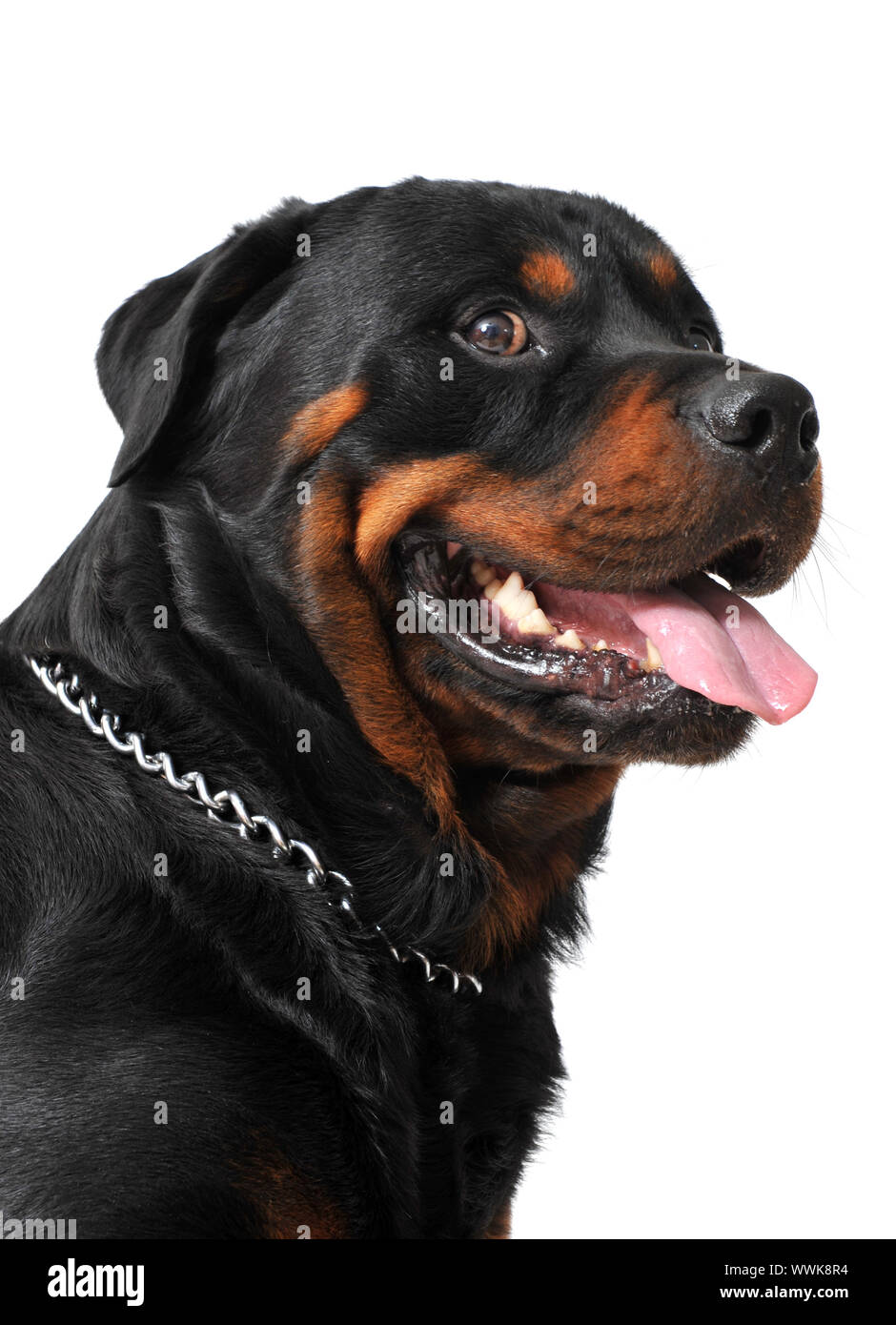 portrait of a purebred rottweiler in front of white background Stock ...