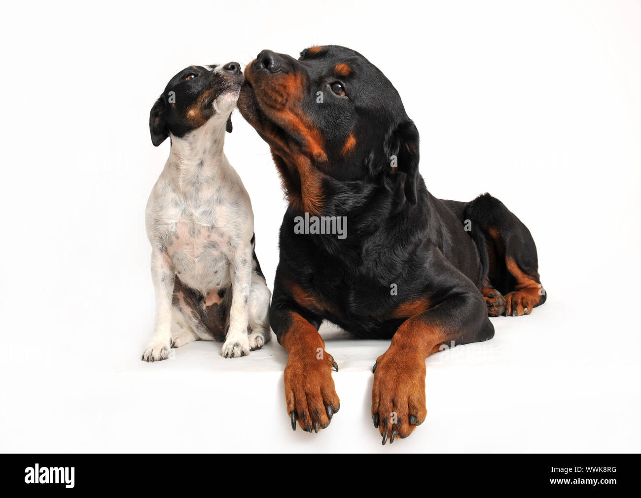 rottweiler and a jack russel terrier are very friends Stock Photo - Alamy