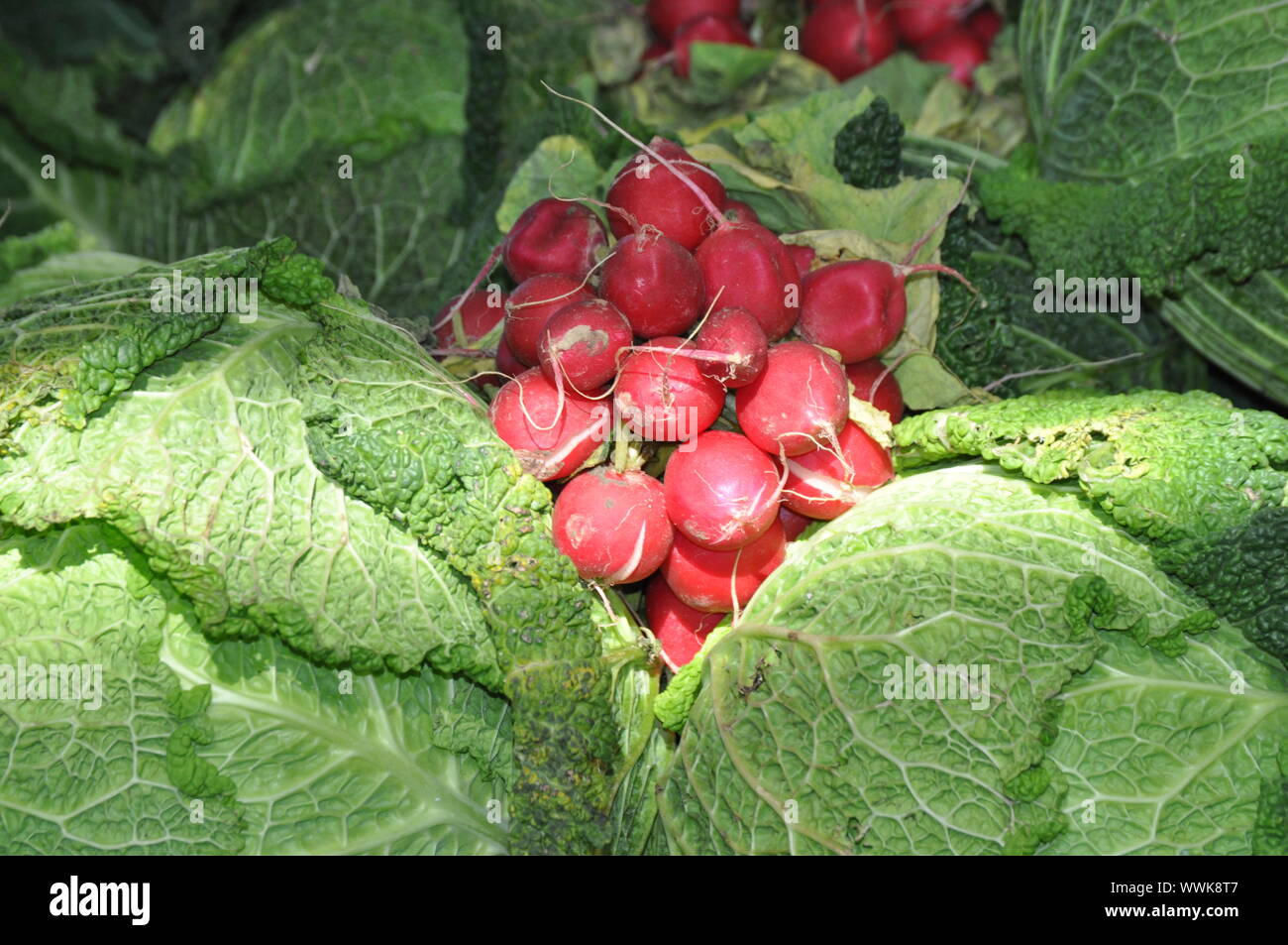 Radish and savoy cabbage Stock Photo - Alamy