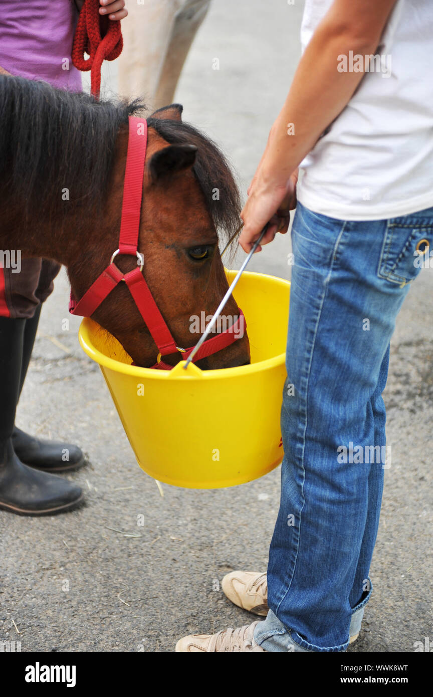 feeding a brown pony in a bucket Stock Photo - Alamy
