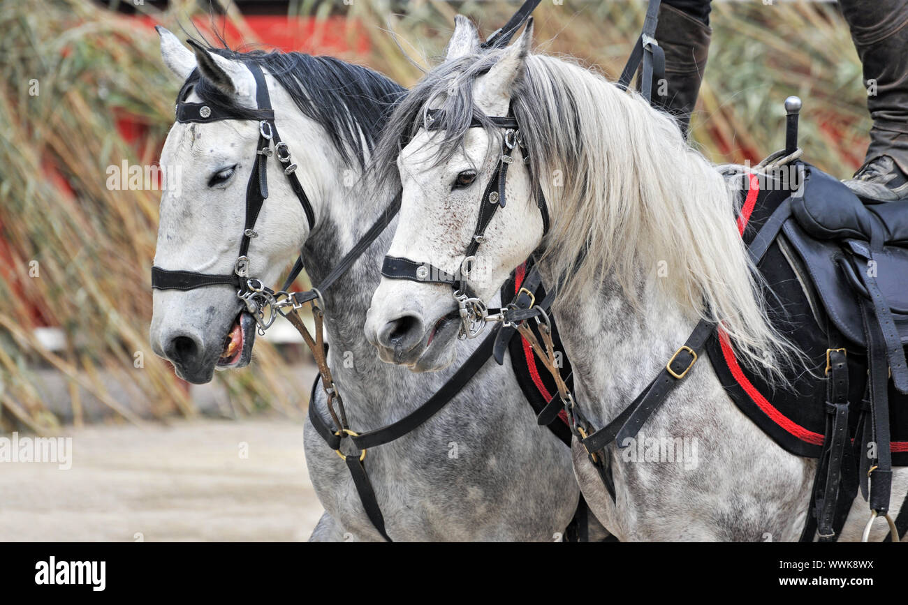 Equestrian acrobatics hi-res stock photography and images - Alamy