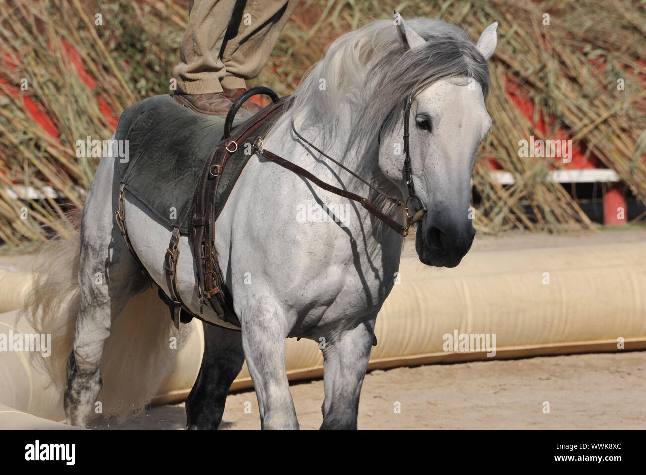 Equestrian acrobatics hi-res stock photography and images - Alamy