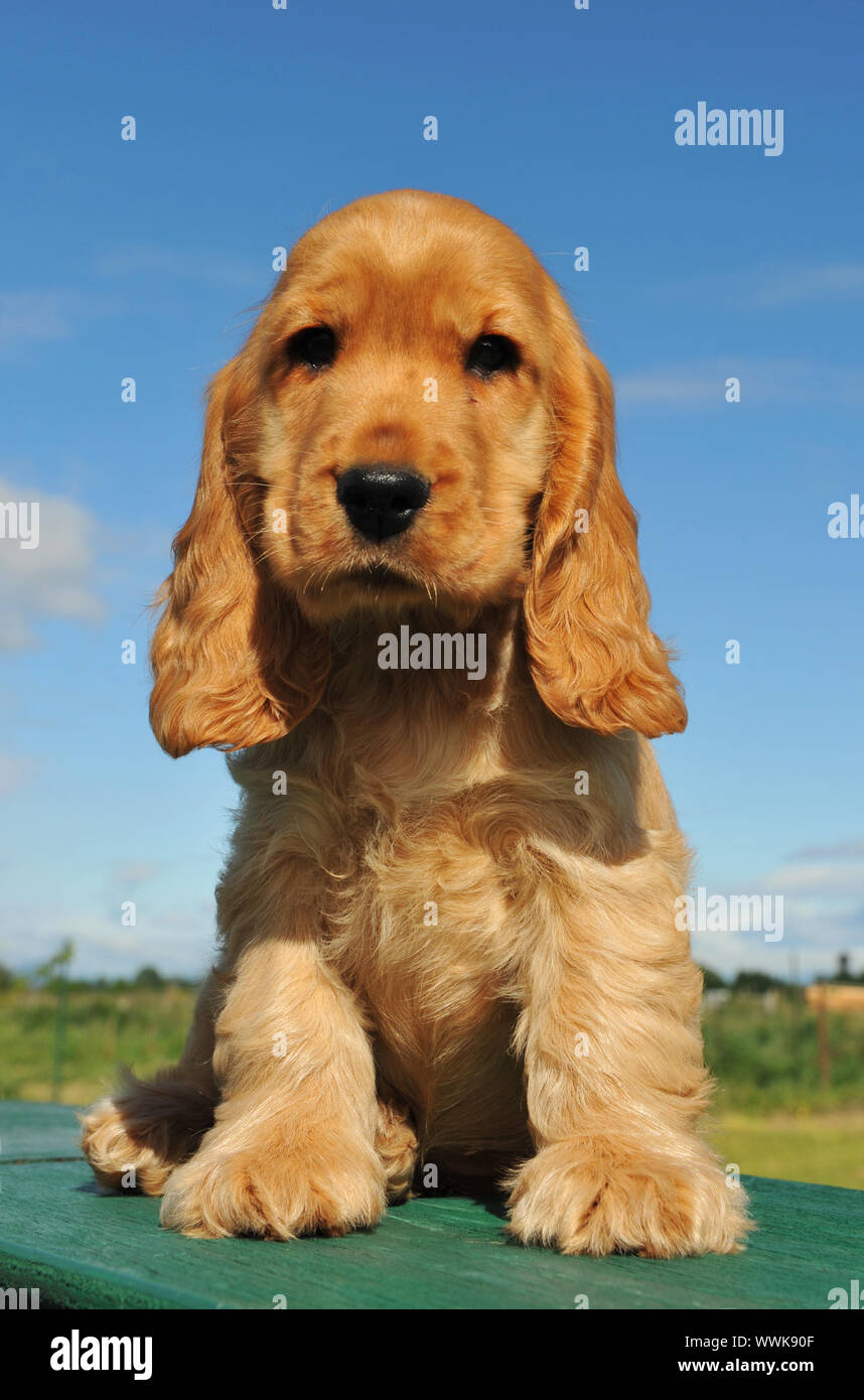 young puppy purebred english cocker sitting outdoor Stock Photo - Alamy