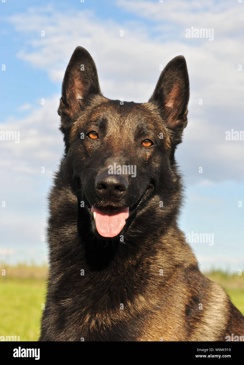 Black Belgian Shepherd Red Eyes