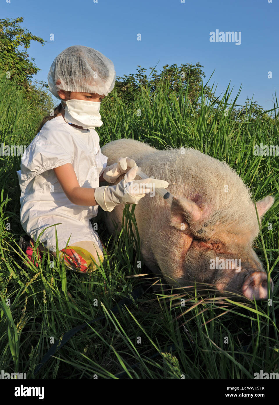 child playing with a pig and risk th swine influenza flu Stock Photo ...