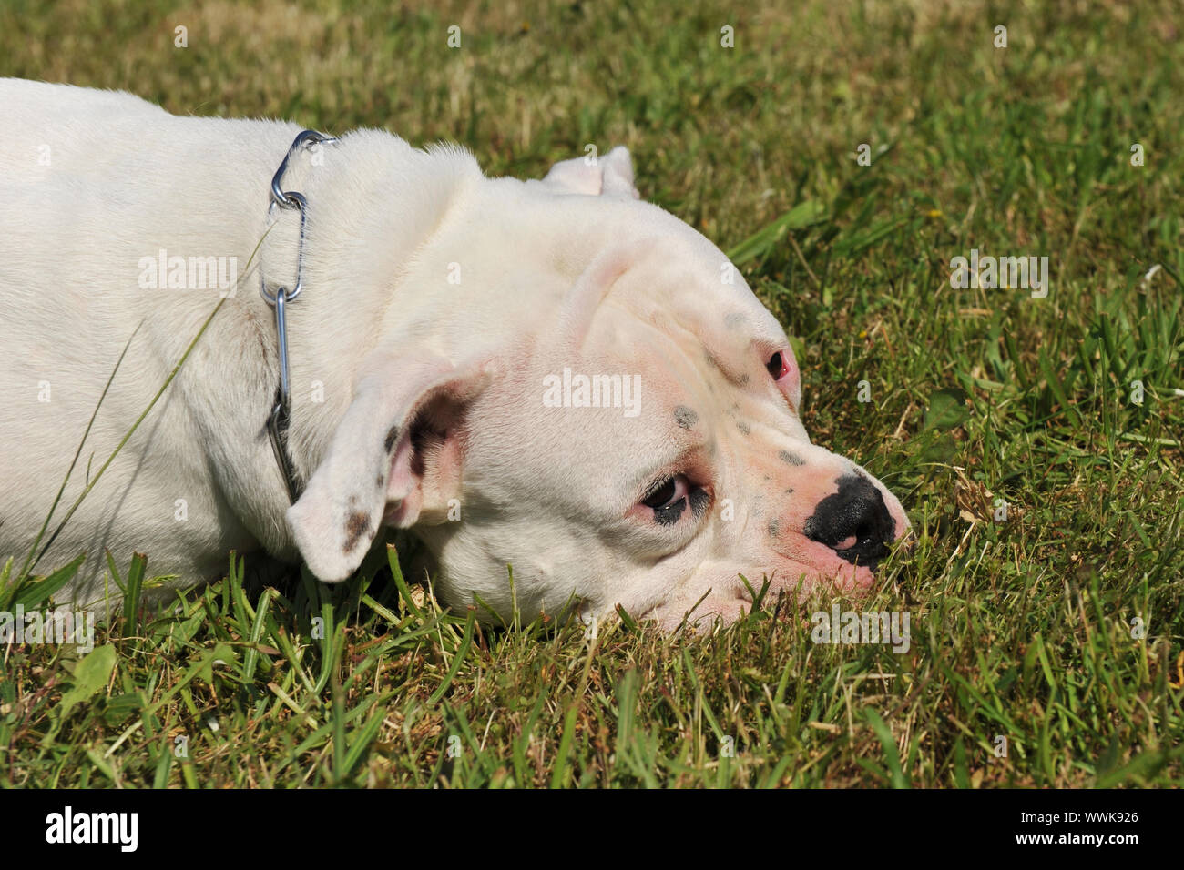 purebred american bulldog lying down on the grass Stock Photo - Alamy