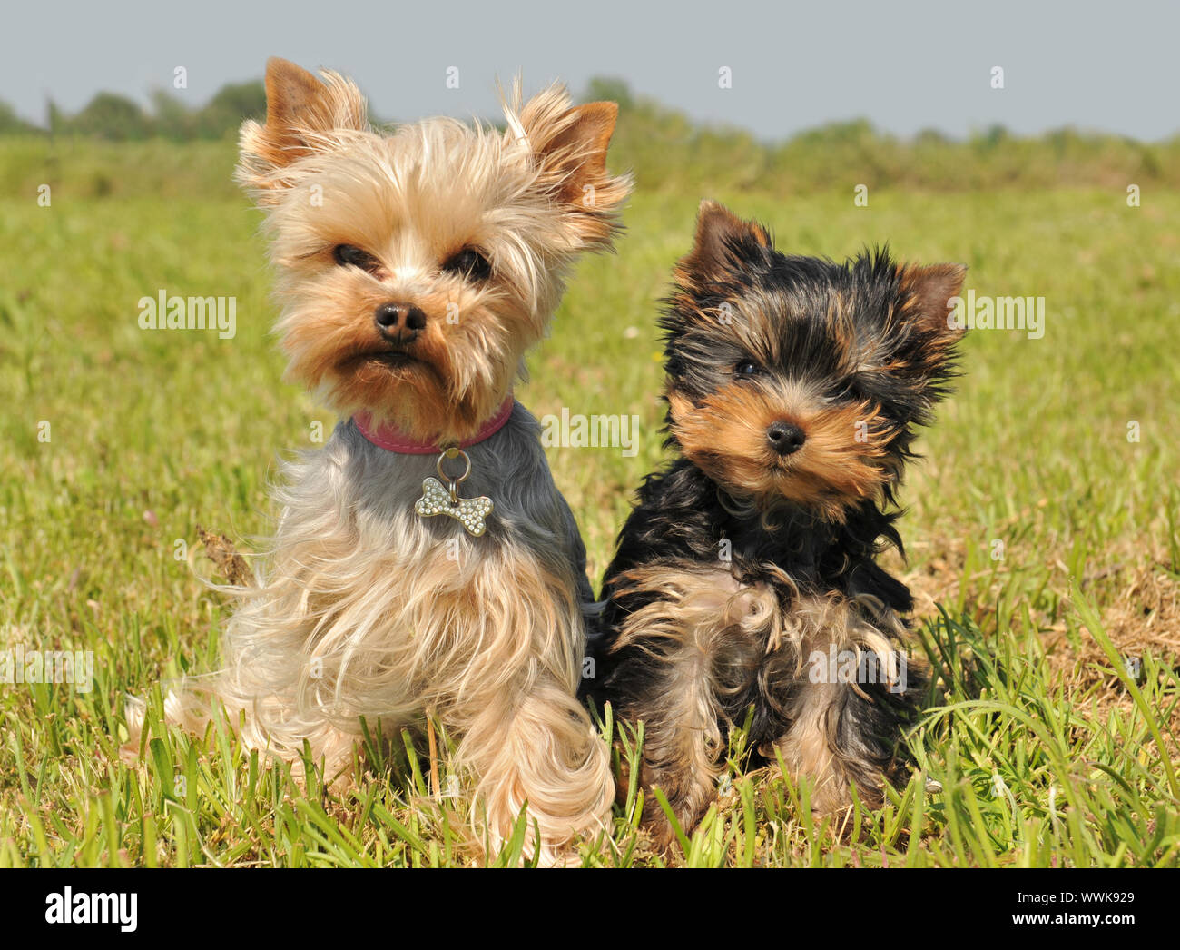 portrait of a female yorkshire terrier and her cute puppy Stock Photo ...
