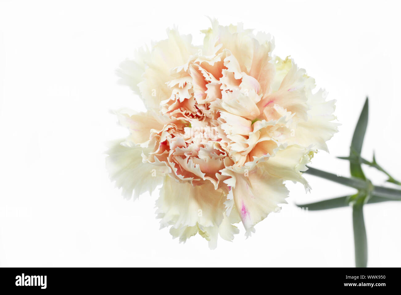 Cream carnation (Dianthus) on white background Stock Photo - Alamy