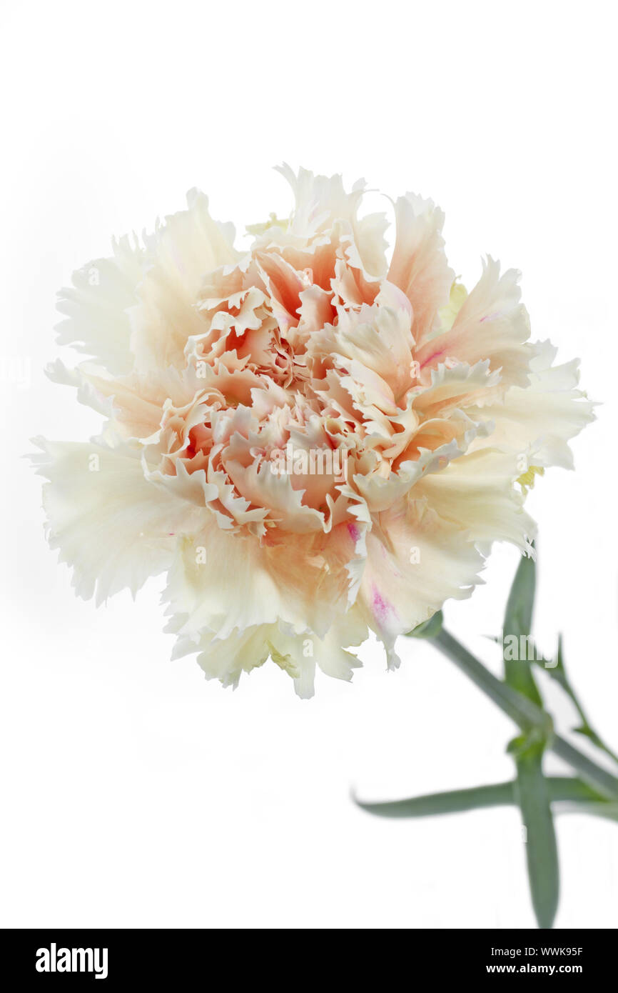 Indian carnation Cut Out Stock Images & Pictures - Alamy