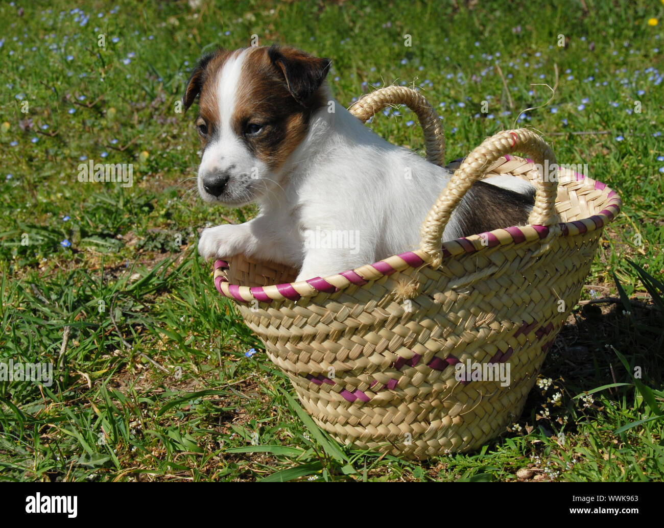 puppy purebred jack russel terrier in a basket Stock Photo - Alamy