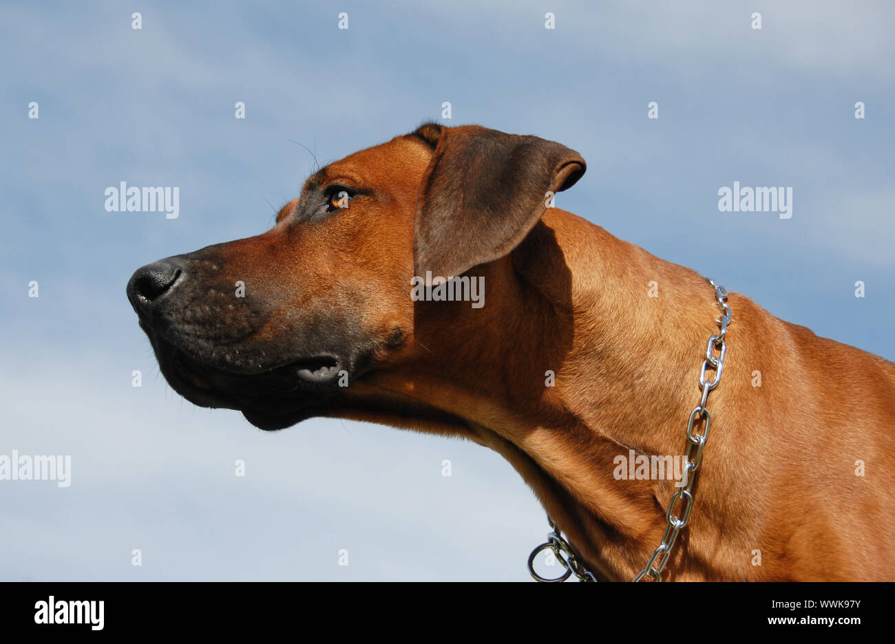 portrait of a purebred Rhodesian Ridgeback in a blue sky Stock Photo ...