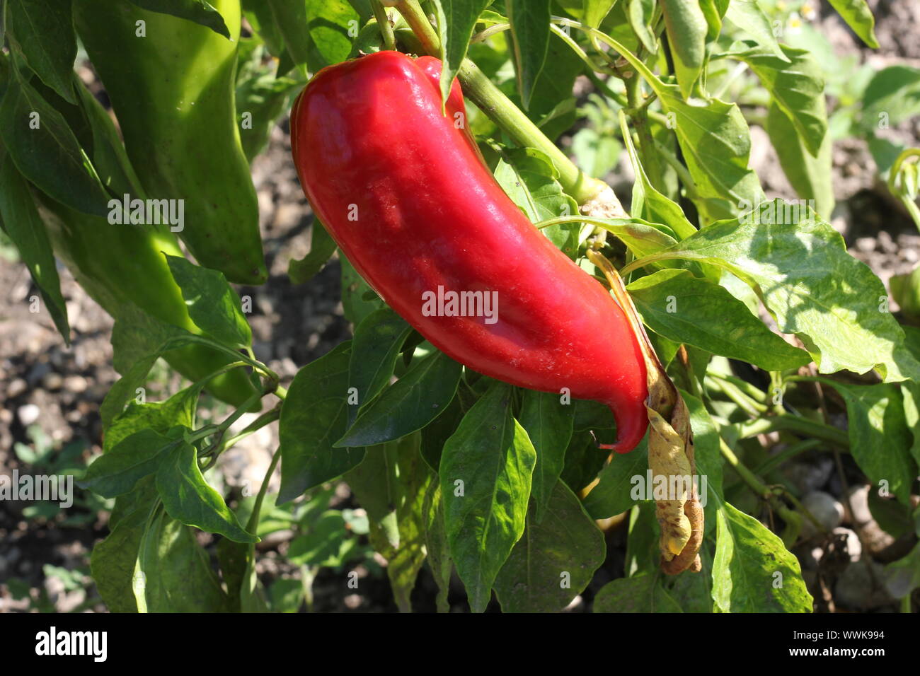 Single chili hi-res stock photography and images - Alamy
