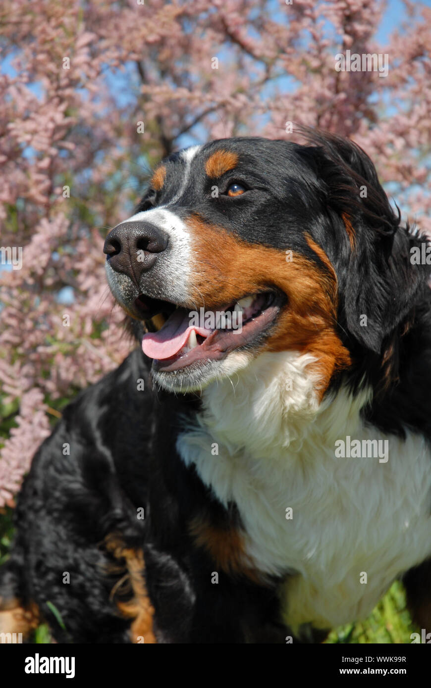 young purebred bernese mountain dog happy in front of tamaris flowers ...