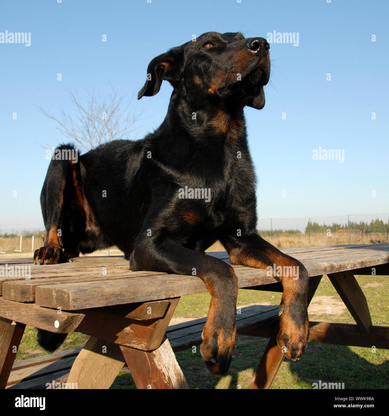 French sheepdog hi-res stock photography and images - Alamy