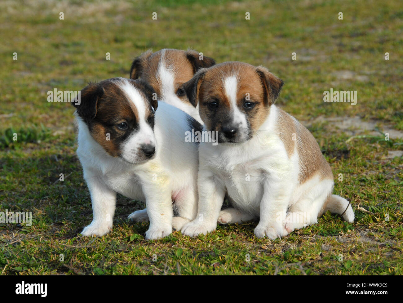three puppies purebred jack russel terrier in a garden Stock Photo - Alamy