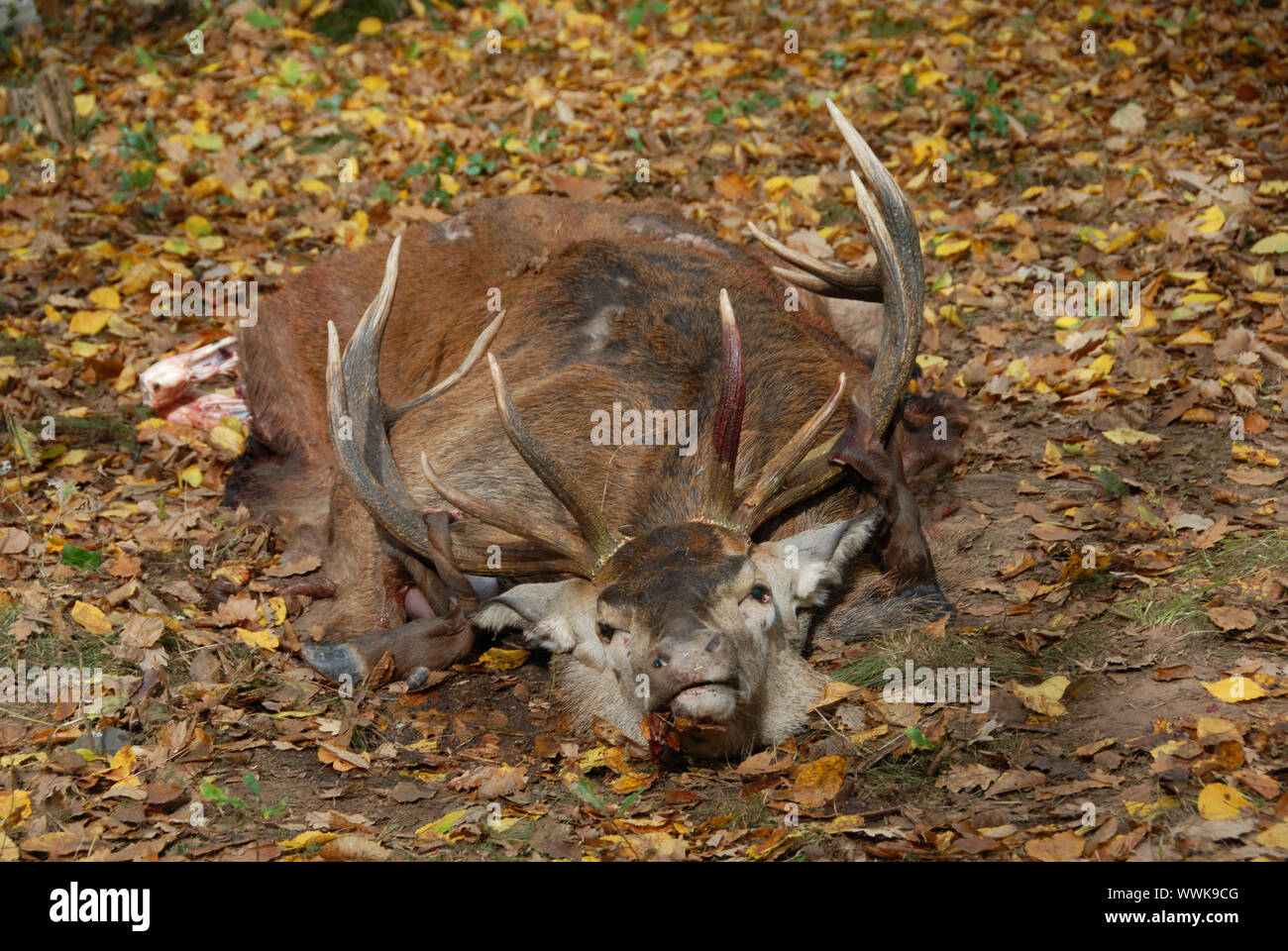 dead deer in a fox hunting, in France Stock Photo - Alamy