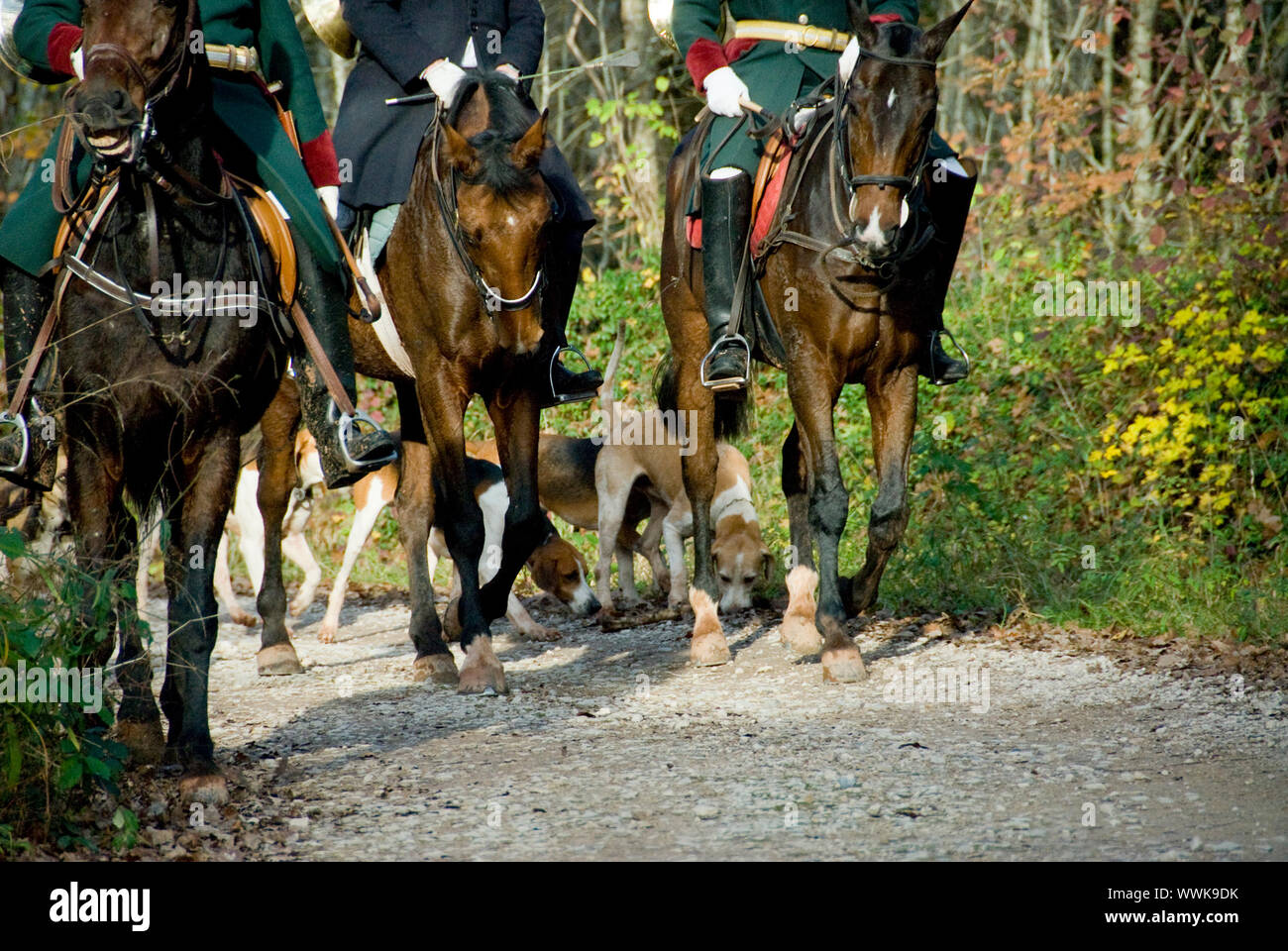 hunter and foxhound dogs in a forest for a fox hunting Stock Photo - Alamy