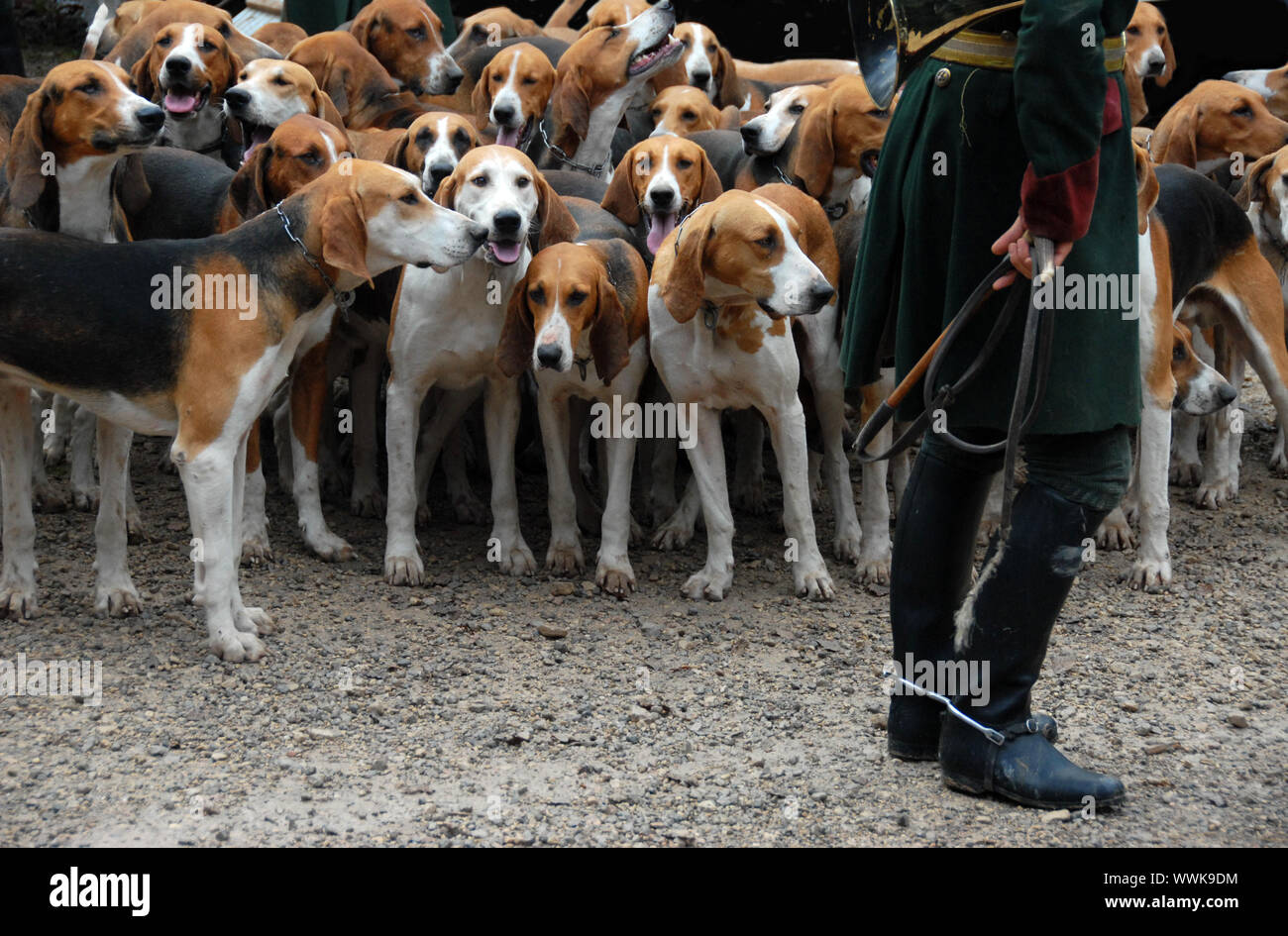 Foxhound waiting hi-res stock photography and images - Alamy