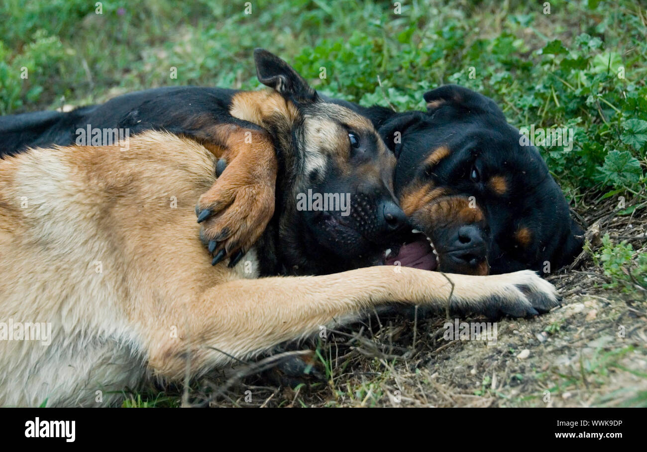 two dogs playing in the grass: rottweiler and belgian shepherd malinois ...