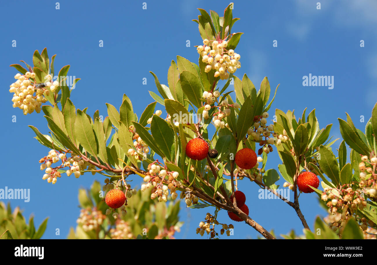 arbousier, tree in the south of France (Arbustus unedo), in Languedoc ...