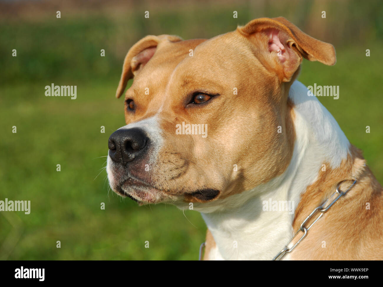 portrait of a beautiful female purebred American Staffordshire Terrier ...